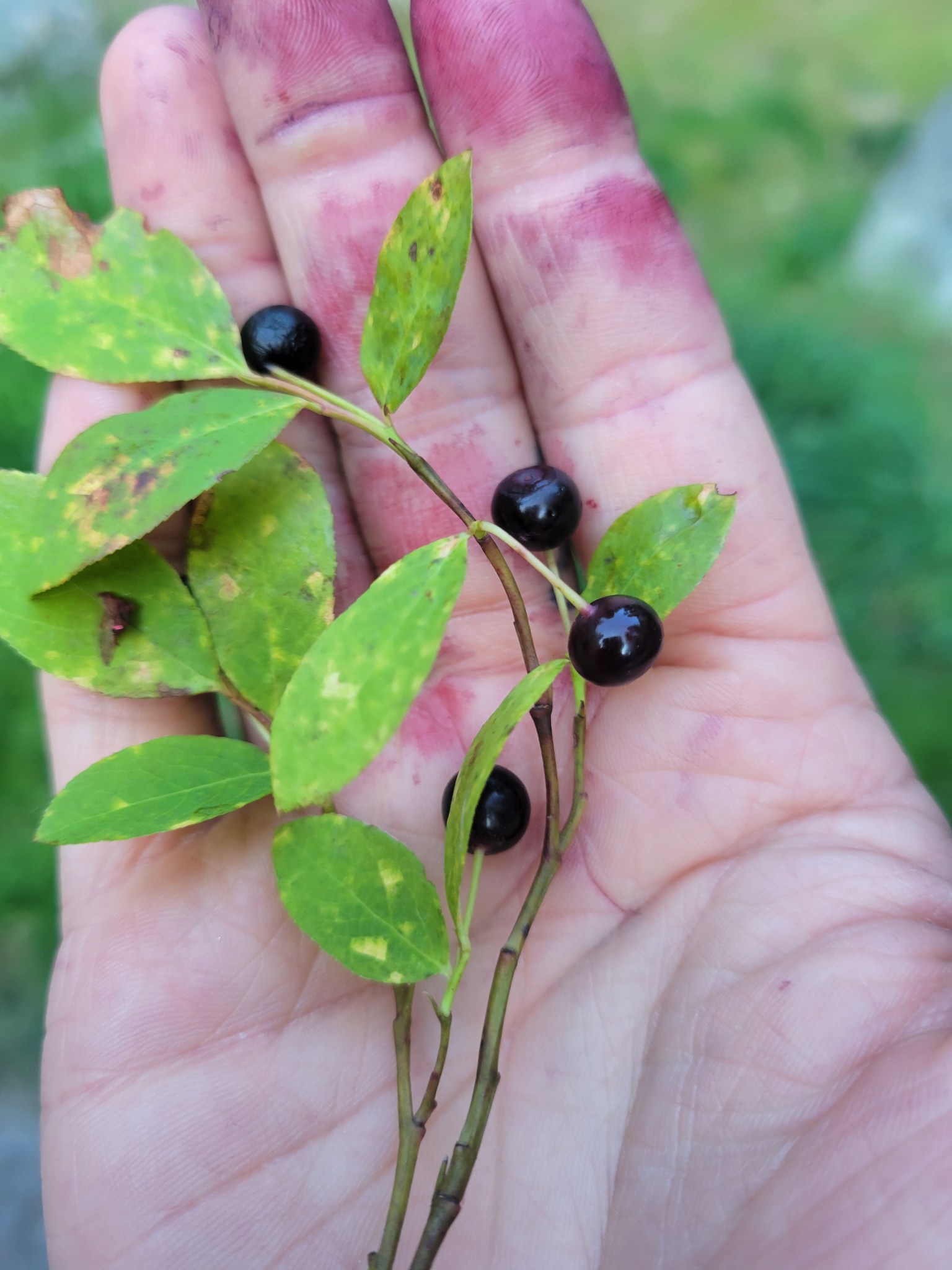When, Where, and How to Find Huckleberries – Bigfoot's Friend