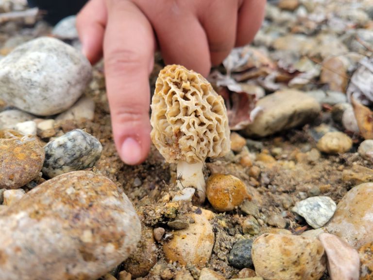 Morel Mushrooms – Can You Find Them Growing Under ROCKS? – Bigfoot's Friend