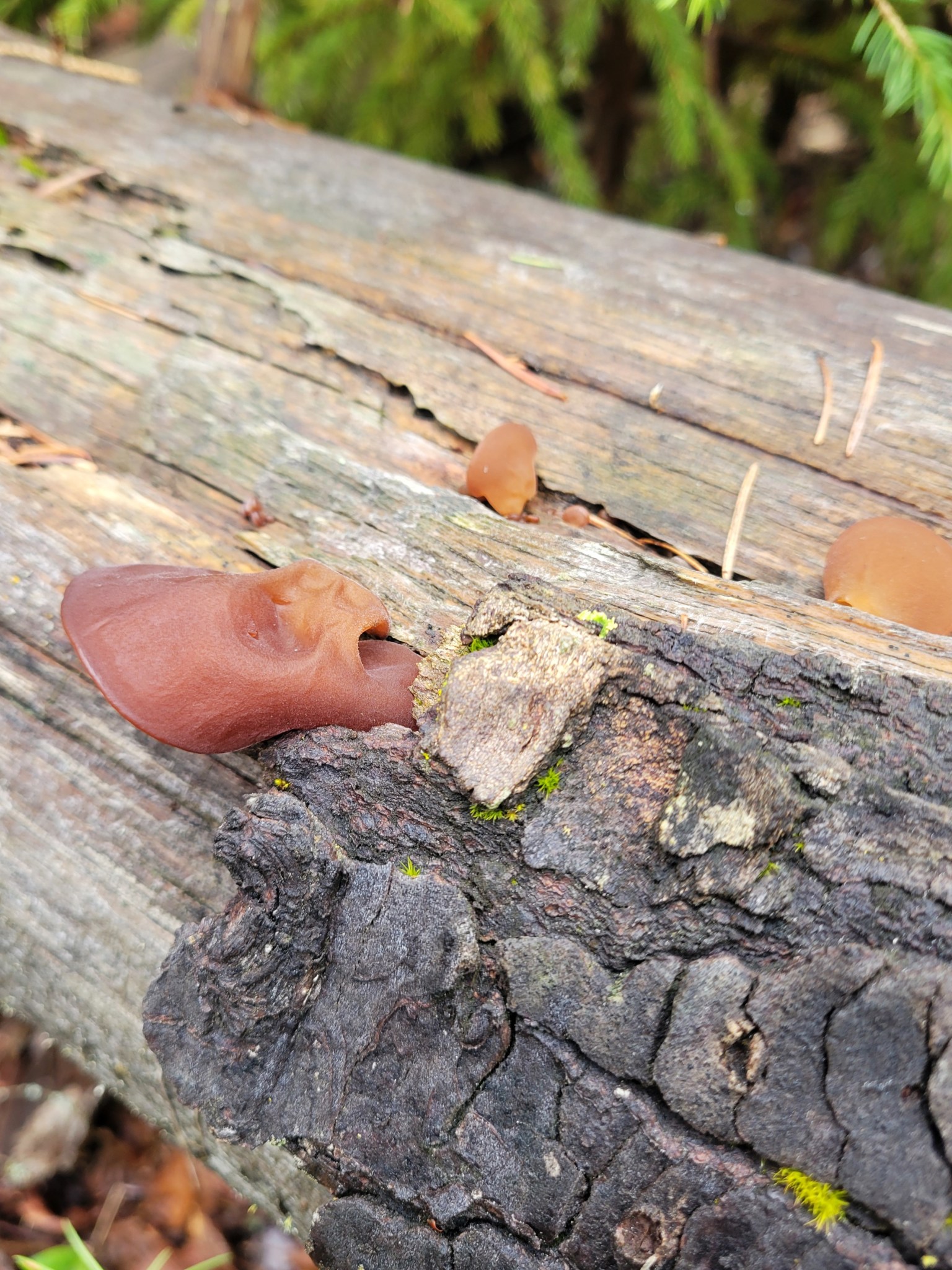 Fun Forest Find: Wood Ears (Auricularia Americana) – Bigfoot's Friend