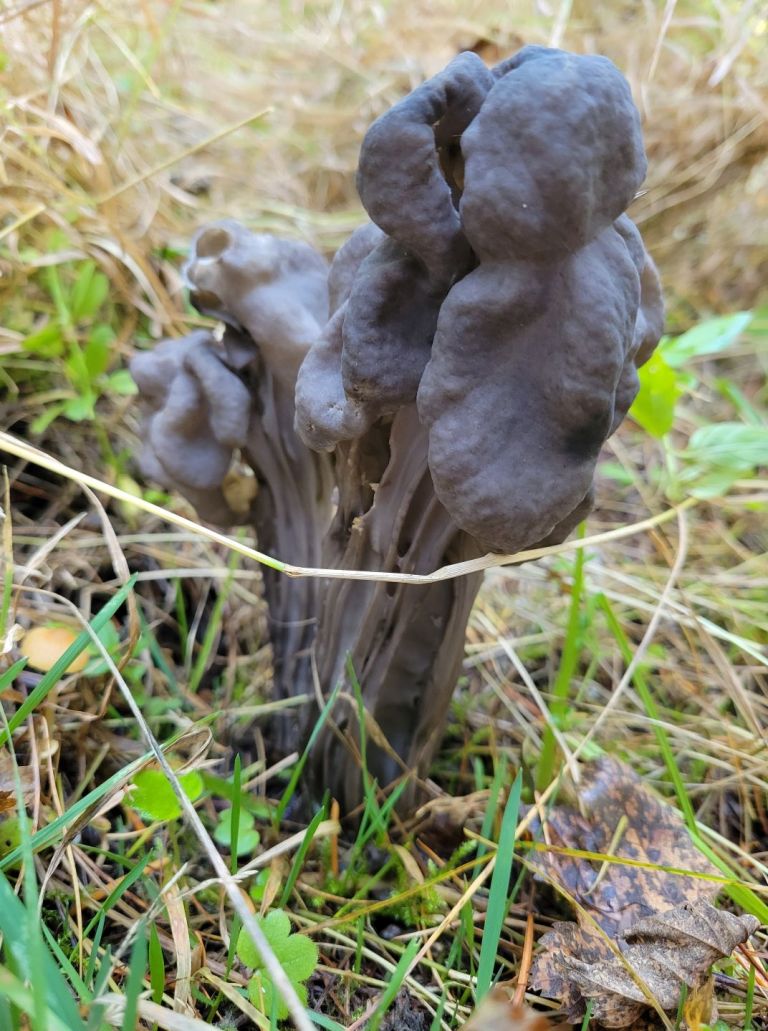 Three Fascinating Facts About Fungi – Bigfoot's Friend