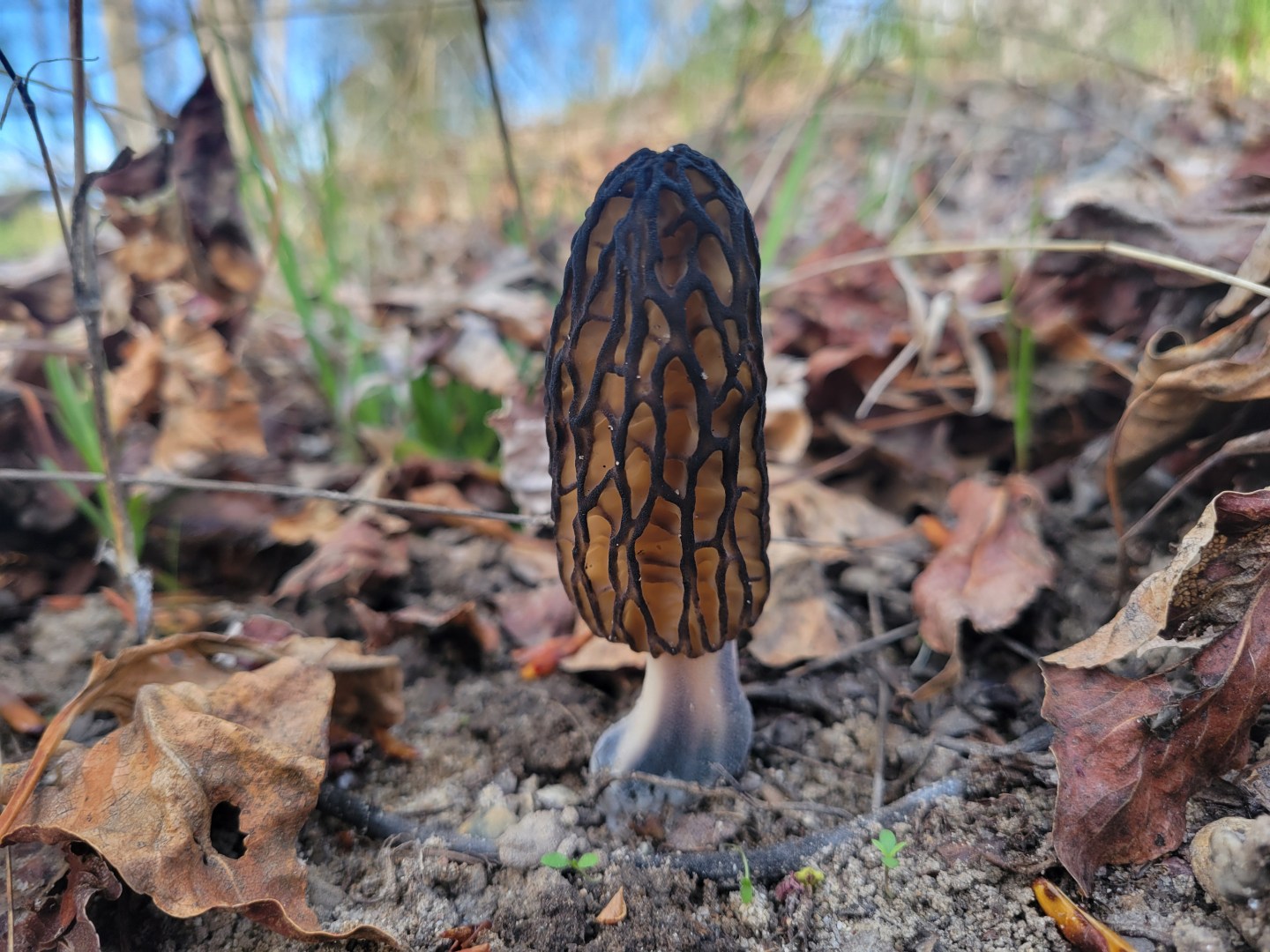 The Weather And Temperatures Influence On Morel Mushroom Growth ...