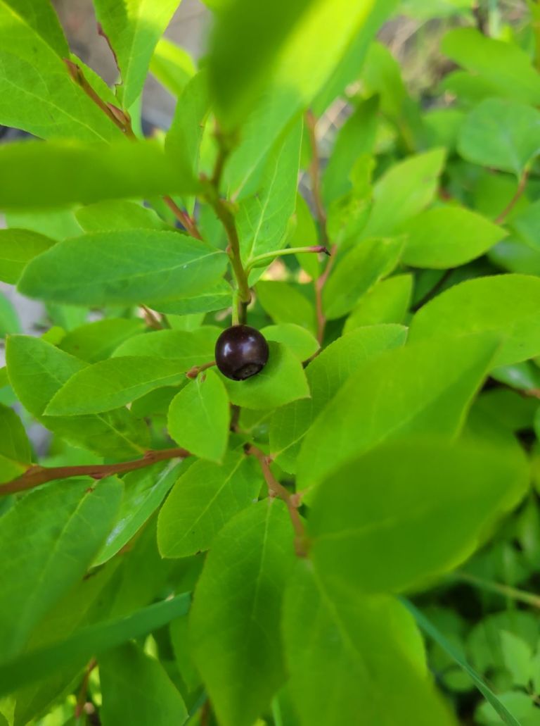 Huckleberries: A Comprehensive Guide to Nature’s Wildest Berry ...